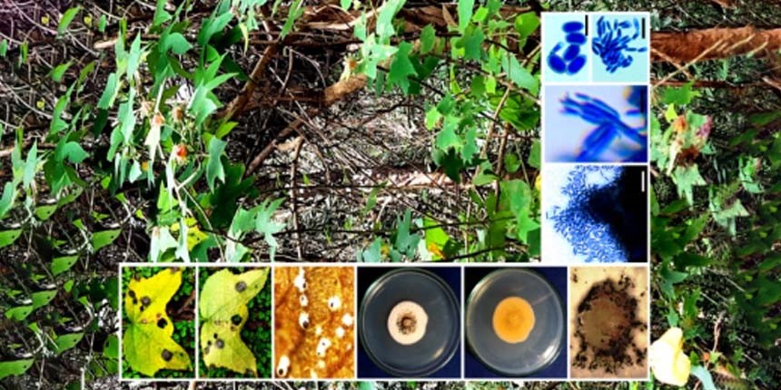 Paramyrothecium indicum': UPSC Insights on Fungal Discovery