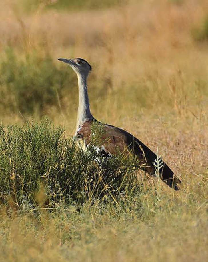 GREAT INDIAN BUSTARD | IAS GYAN
