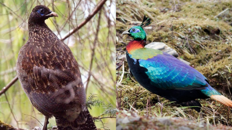 Sclater’s Monal and Himalayan Monal