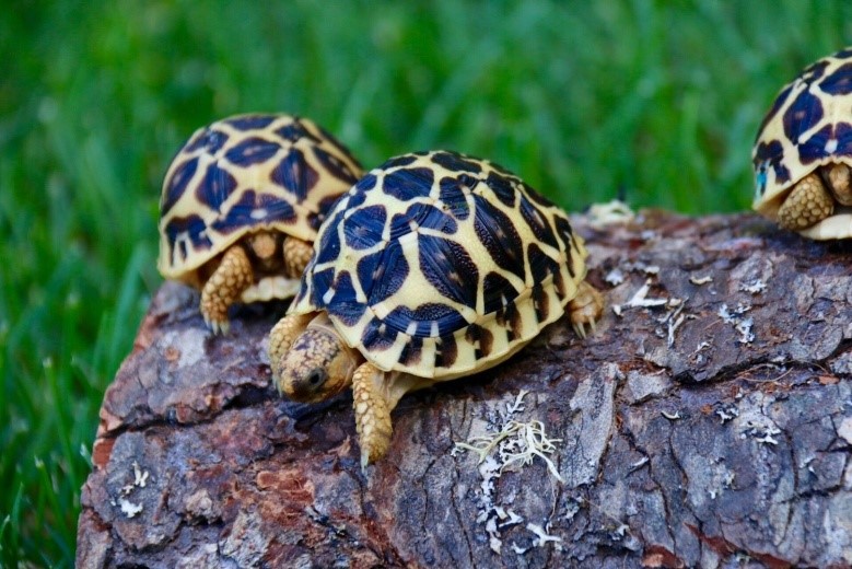 Indian Star Tortoises- a critically endangered species of Tortoise