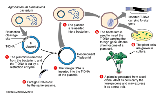 GM CROPS | IAS GYAN