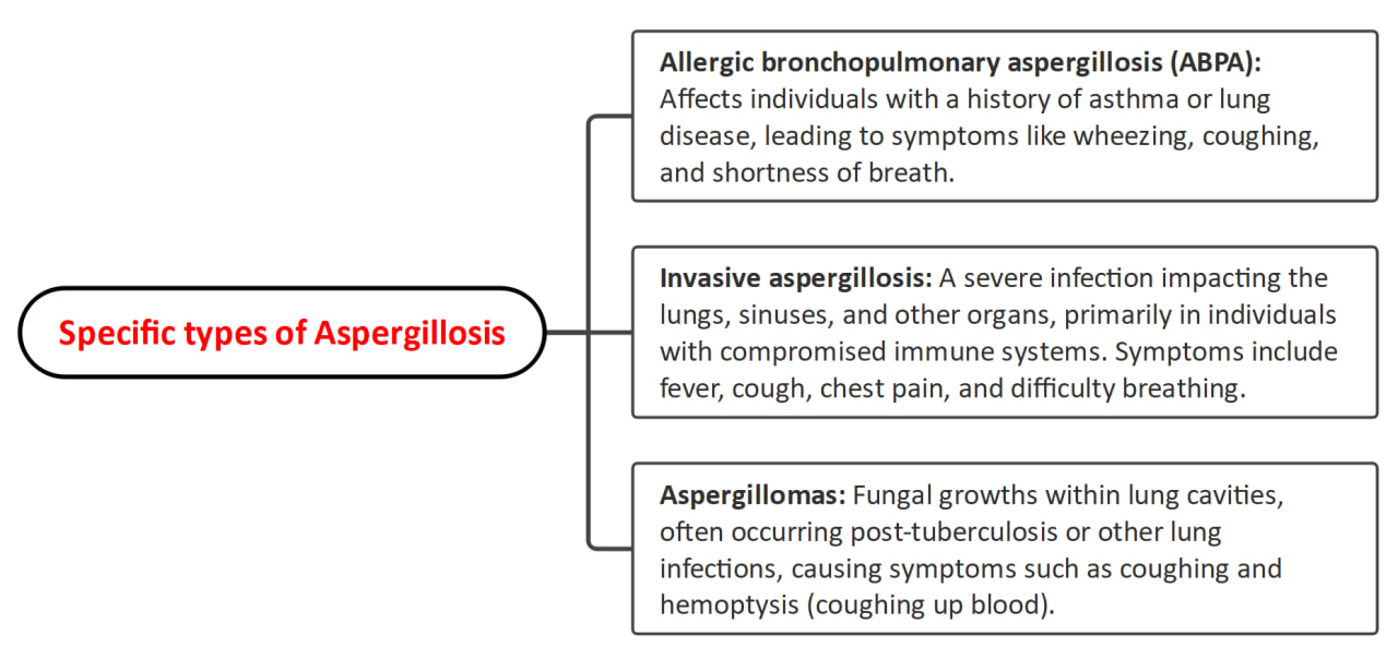 Goldman and Bayram uncovered aspergillosis fungus UPSC