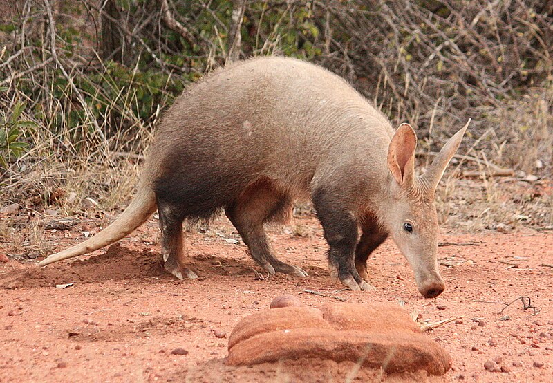 Aardvarks