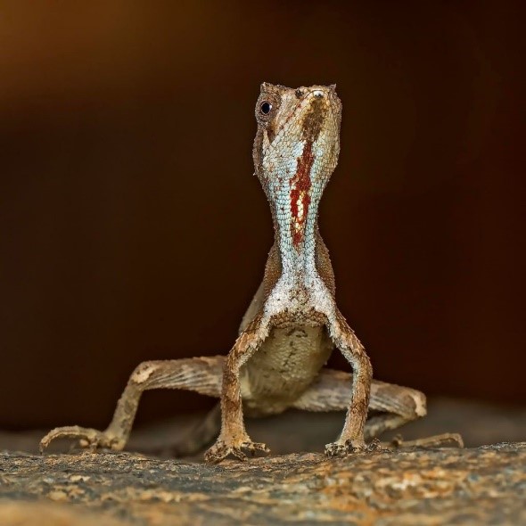 Agasthyagama edge - UPSC Exam Guide