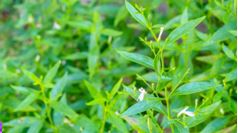 Andrographis theniensis: Distribution and Medicinal Uses for UPSC