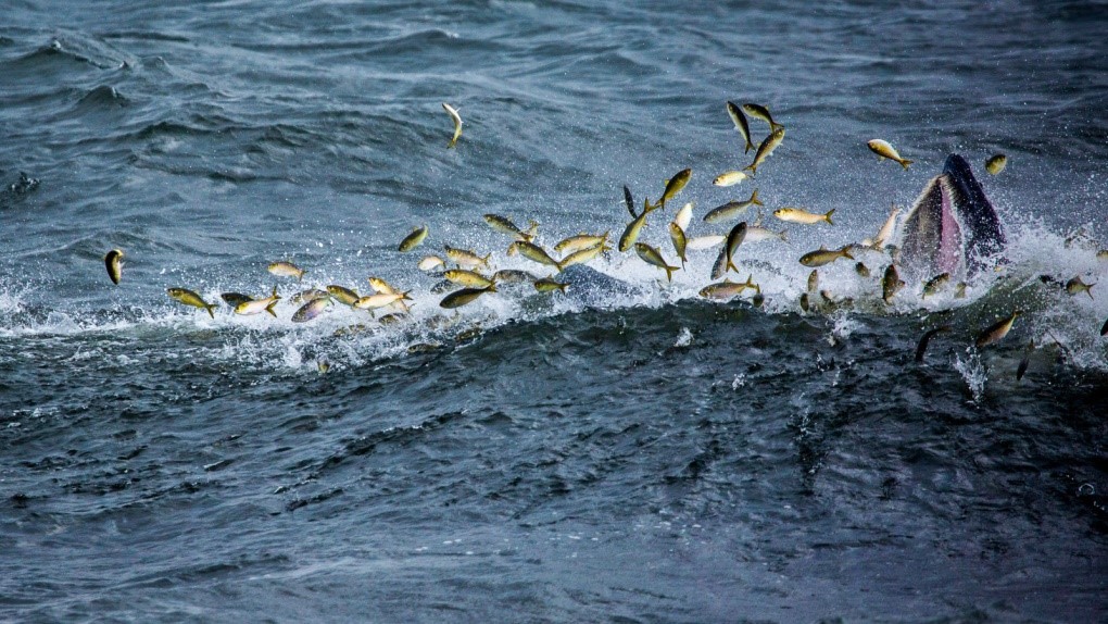Atlantic Menhaden