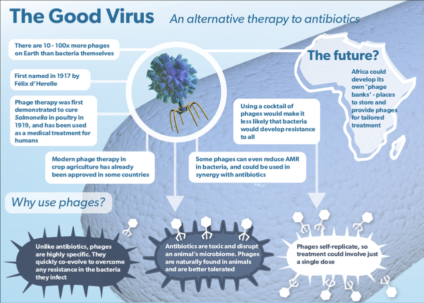 Bacteriophages viruses infect and destroy specific bacteria