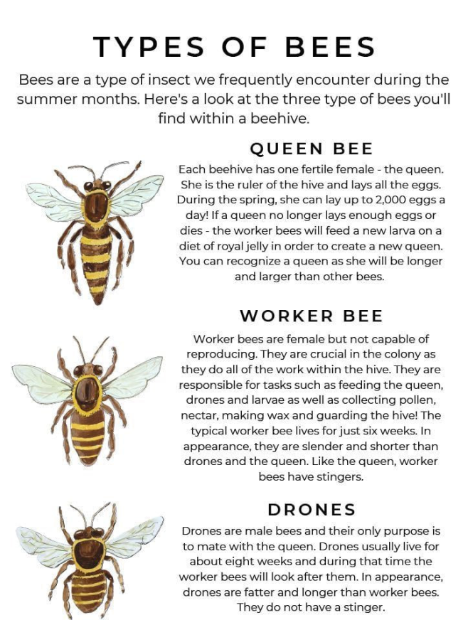 The Importance of Bee Queens in Colony Life UPSC