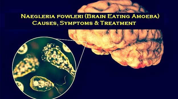 Brain-Eating Amoeba | IAS GYAN