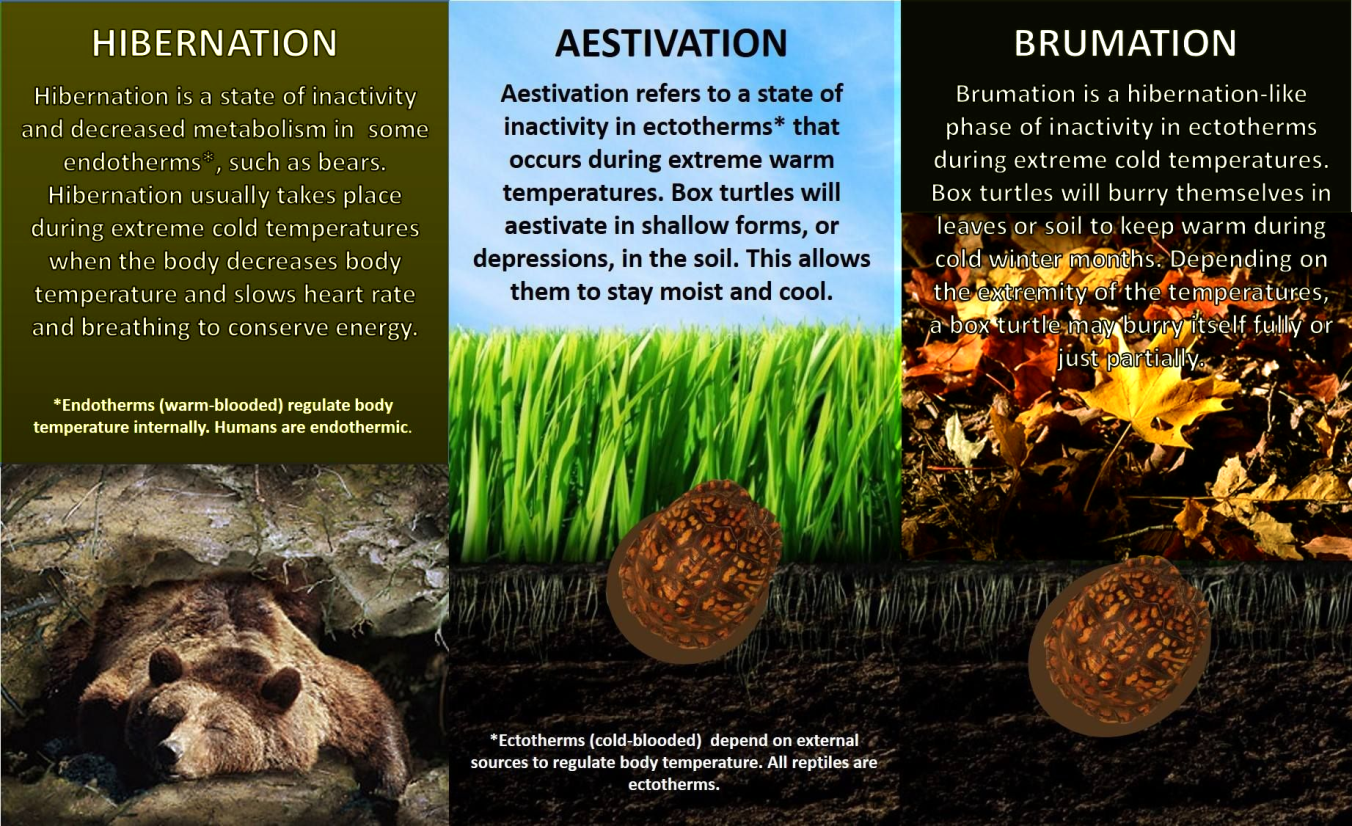 Science Behind Reptile Brumation in Nature UPSC
