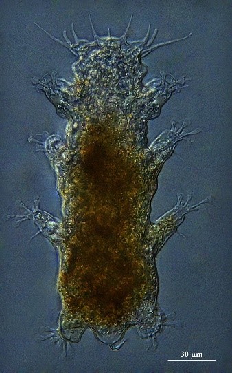 ‘Batillipes kalami’, Tardigrades