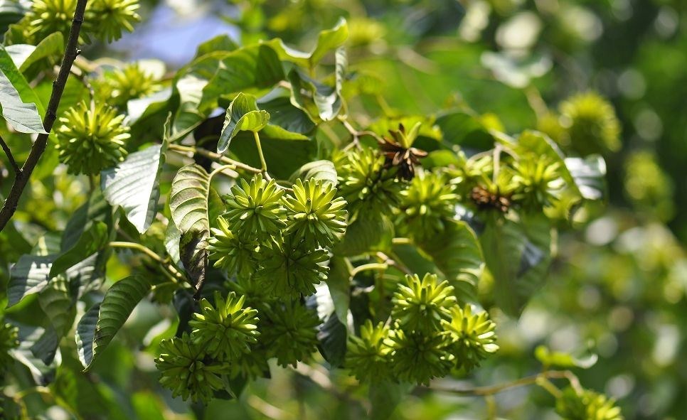 Researchers boosted cancer drug by modifying plants UPSC