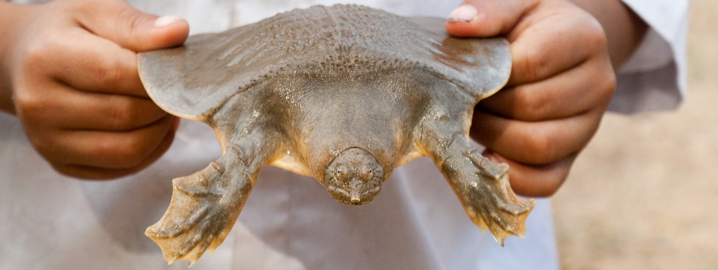 Cantor's Giant Softshell Turtle Nesting in Kerala River UPSC