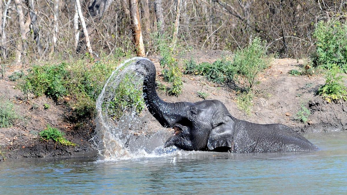 New rules for elephant transfers UPSC