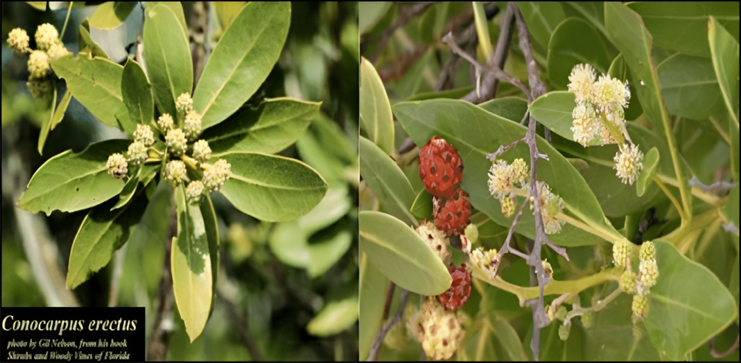 Gujarat has banned the plantation of Conocarpus trees UPSC