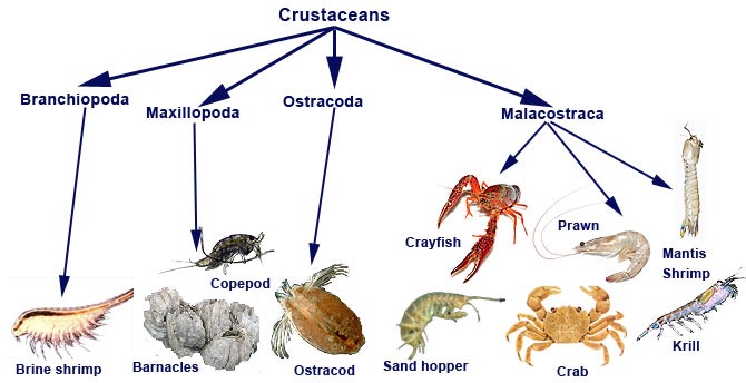 CRUSTACEANS