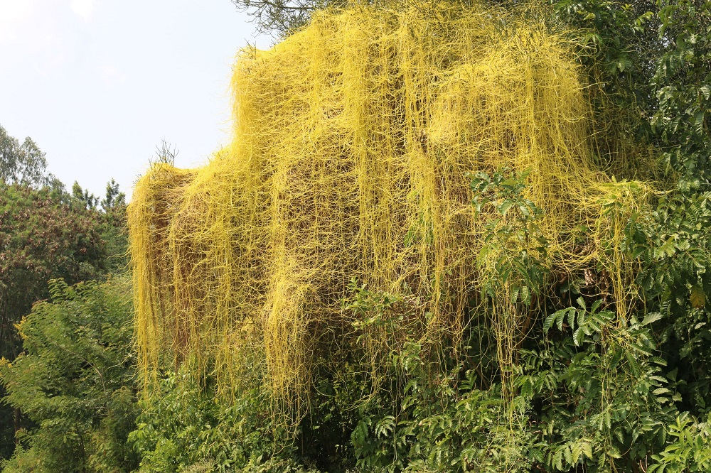 Menace of Cuscuta in Vedanthangal Bird Sanctuary UPSC