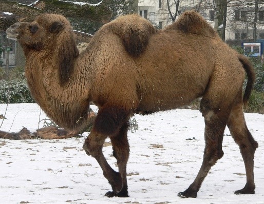 Camelids