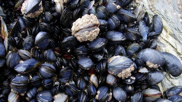 Caribbean False Mussel UPSC