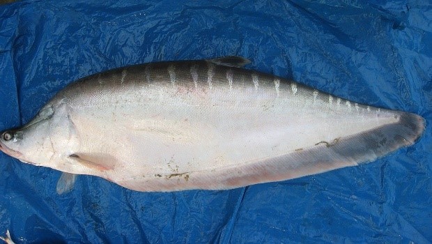 Chitala knife fish UPSC