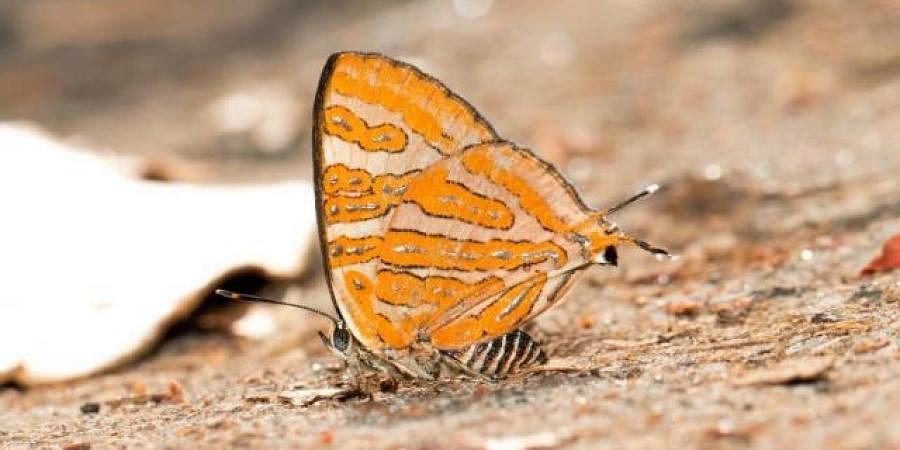 "Biodiversity Marvel: Cigaritis Conjuncta Butterfly Insights | UPSC ...