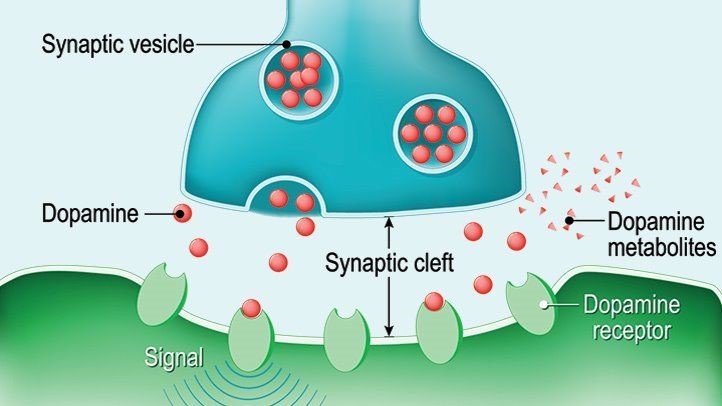 Dopamine UPSC