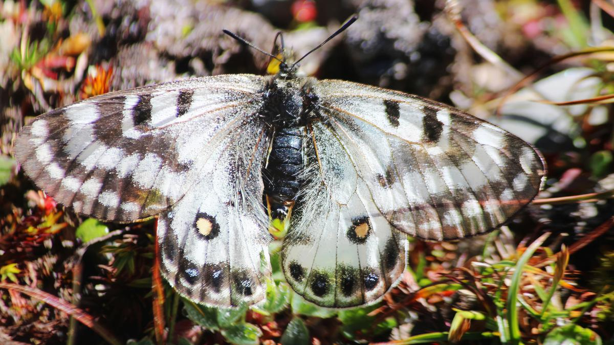 Dusted Apollo a rare butterfly found in Himalayas UPSC