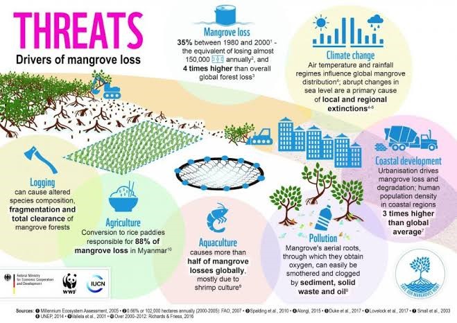 Decline in mangroves | Environment | UPSC CSE