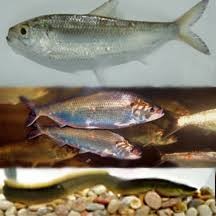 Diadromous fish | UPSC CSE