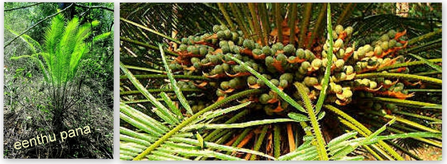 Eenthu Pana, a rare tree native to Kerala UPSC