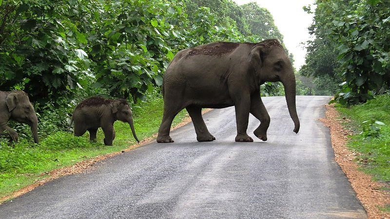 Elephant corridor