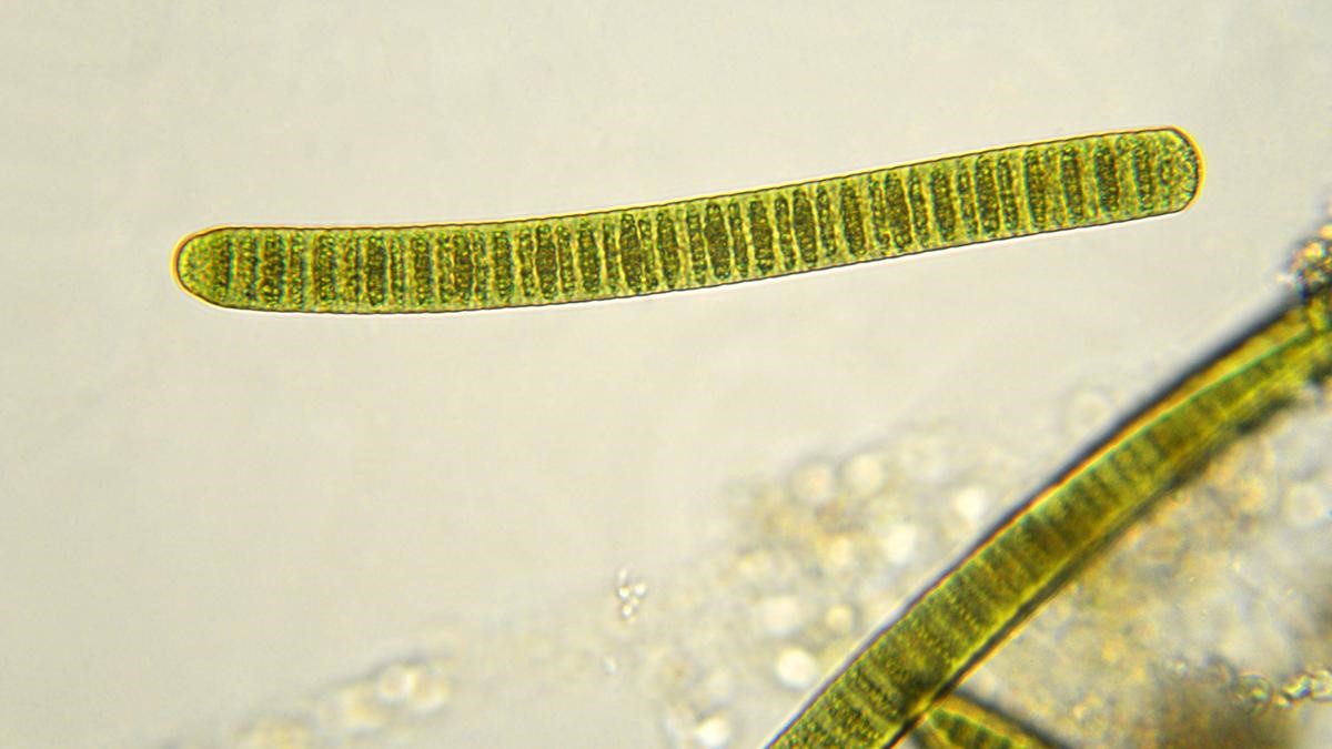 Endosymbiotic Theory| Nitroplast| Cell Organelles UPSC