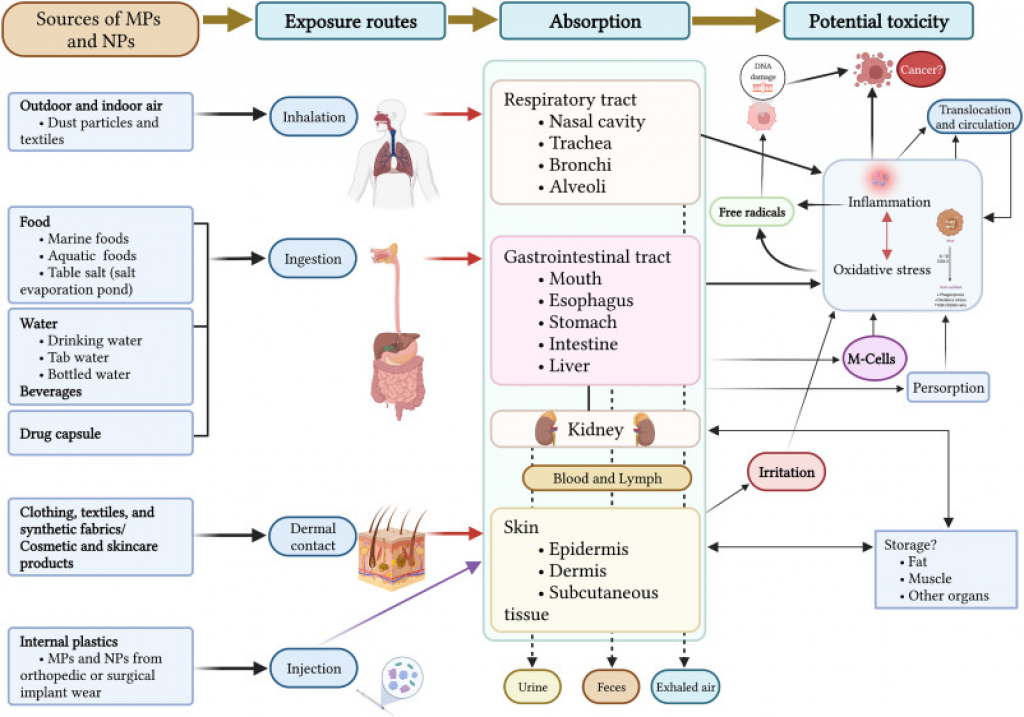 Exposure pathways | microplastics and nanoplastics | UPSC CSE