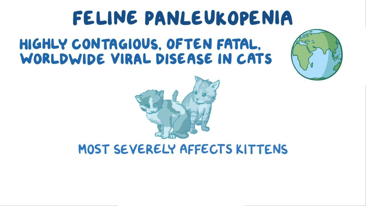 Outbreak of feline panleukopenia in Bengaluru UPSC
