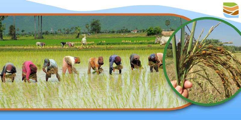 Foot Rot Disease in Basmati Rice: UPSC Current Affairs