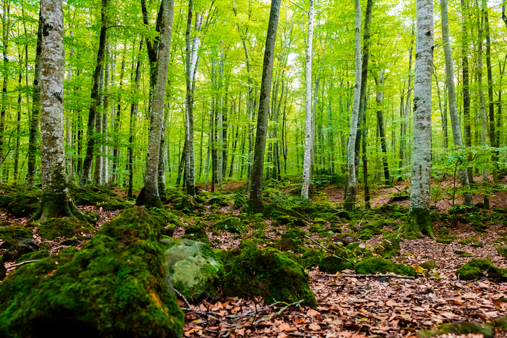 Forest definition | T N Godavarman judgment | UPSC CSE