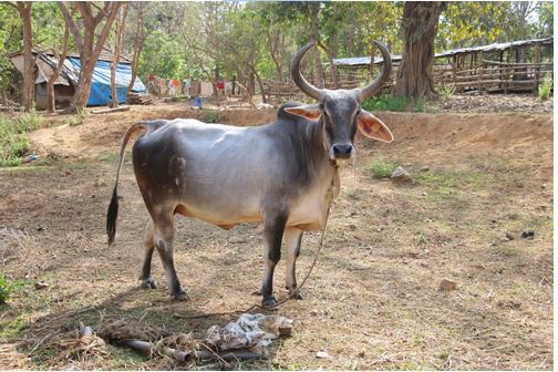 Brazilian bull to boost milk production in India UPSC