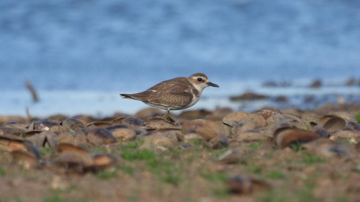 Greater sand-plover bird reported in Tamil Nadu UPSC