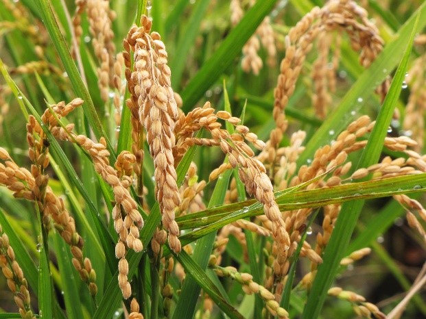 Golden Rice and GM Crops: Key Insights for UPSC Aspirants