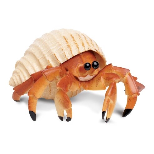 Hermit Crab: Adaptations and Ecology - UPSC