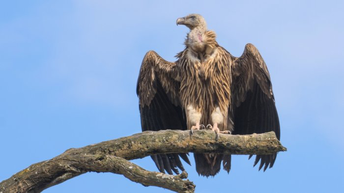 Himalayan Vulture UPSC