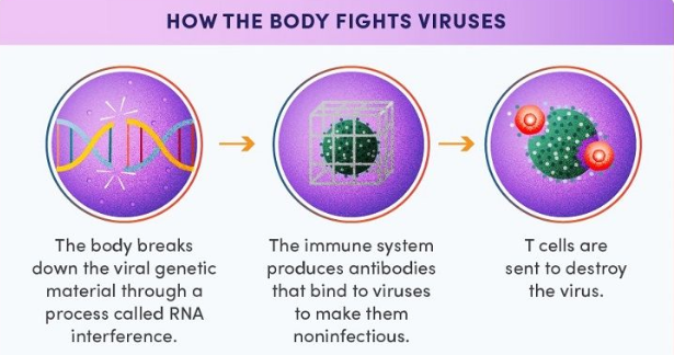 ALL YOU NEED TO KNOW ABOUT VIRUSES