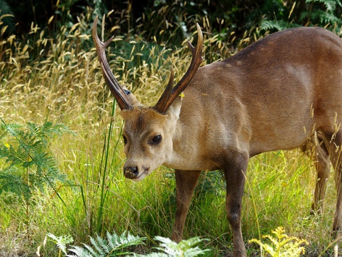 "Hog Deer: Habitat and Conservation"