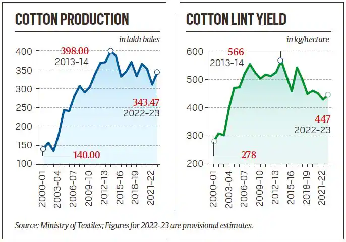 India's cotton production is facing a serious challenge from the pink ...