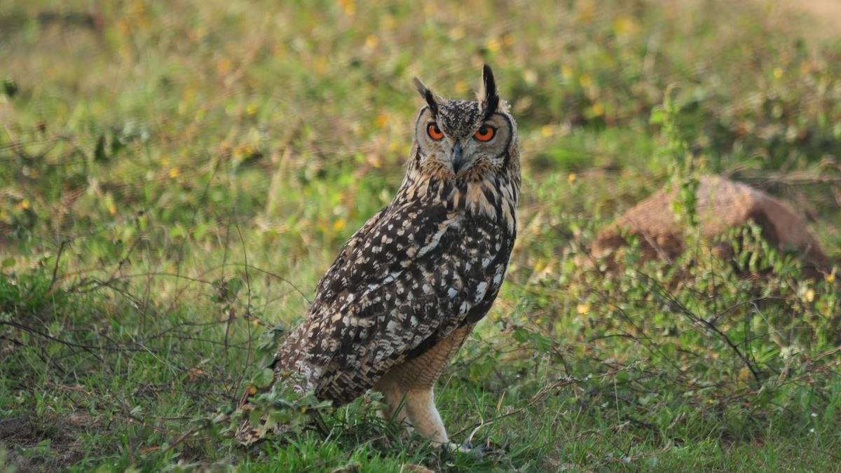 The Enigmatic Indian Eagle-Owl: Insights and Implications UPSC