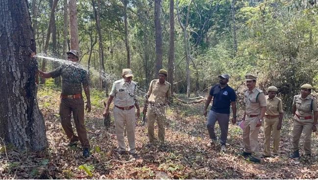 Indian laurel tree | Konda Reddy Tribe | IAS exam
