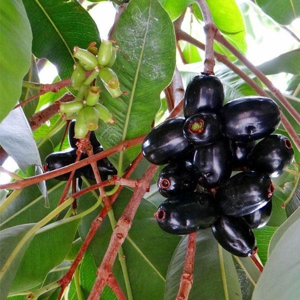 Jamun Tree
