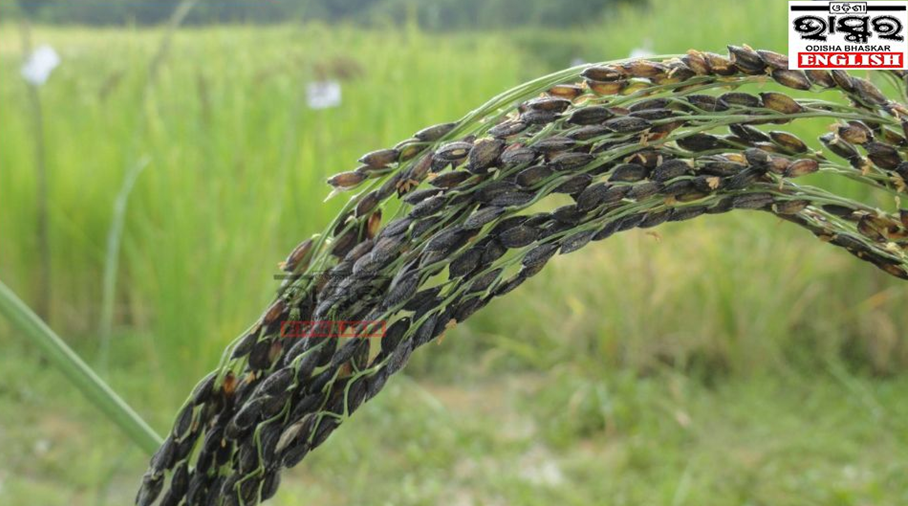 Koraput Kalajeera Rice received the Geographical Indications (GI) tag UPSC