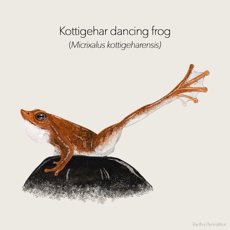 Kottigehar Dancing Frog
