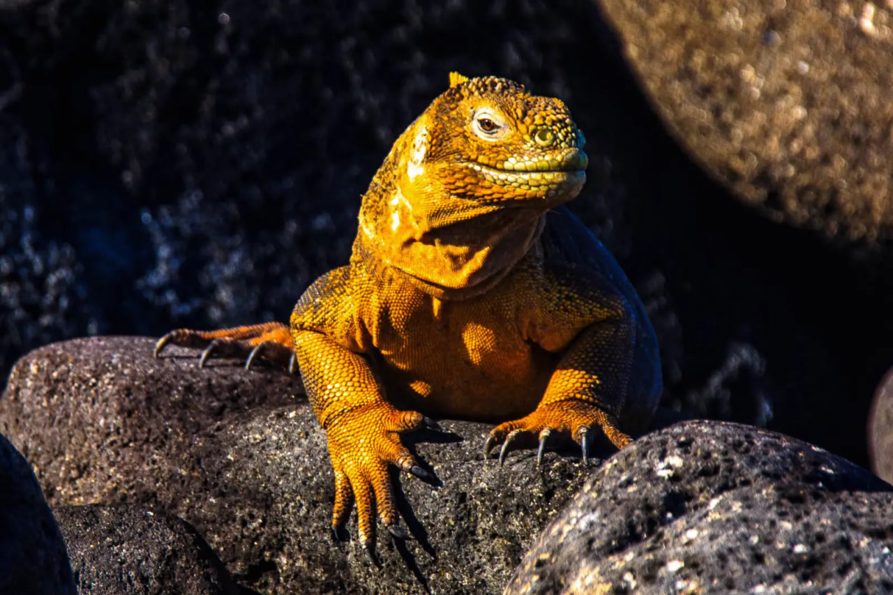 Lava from Galápagos volcano threatens rare iguana habitat. UPSC